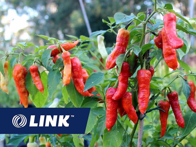 Hot Chilli Seed Specialist Online Wholesaler Retailer | LINK Business ...